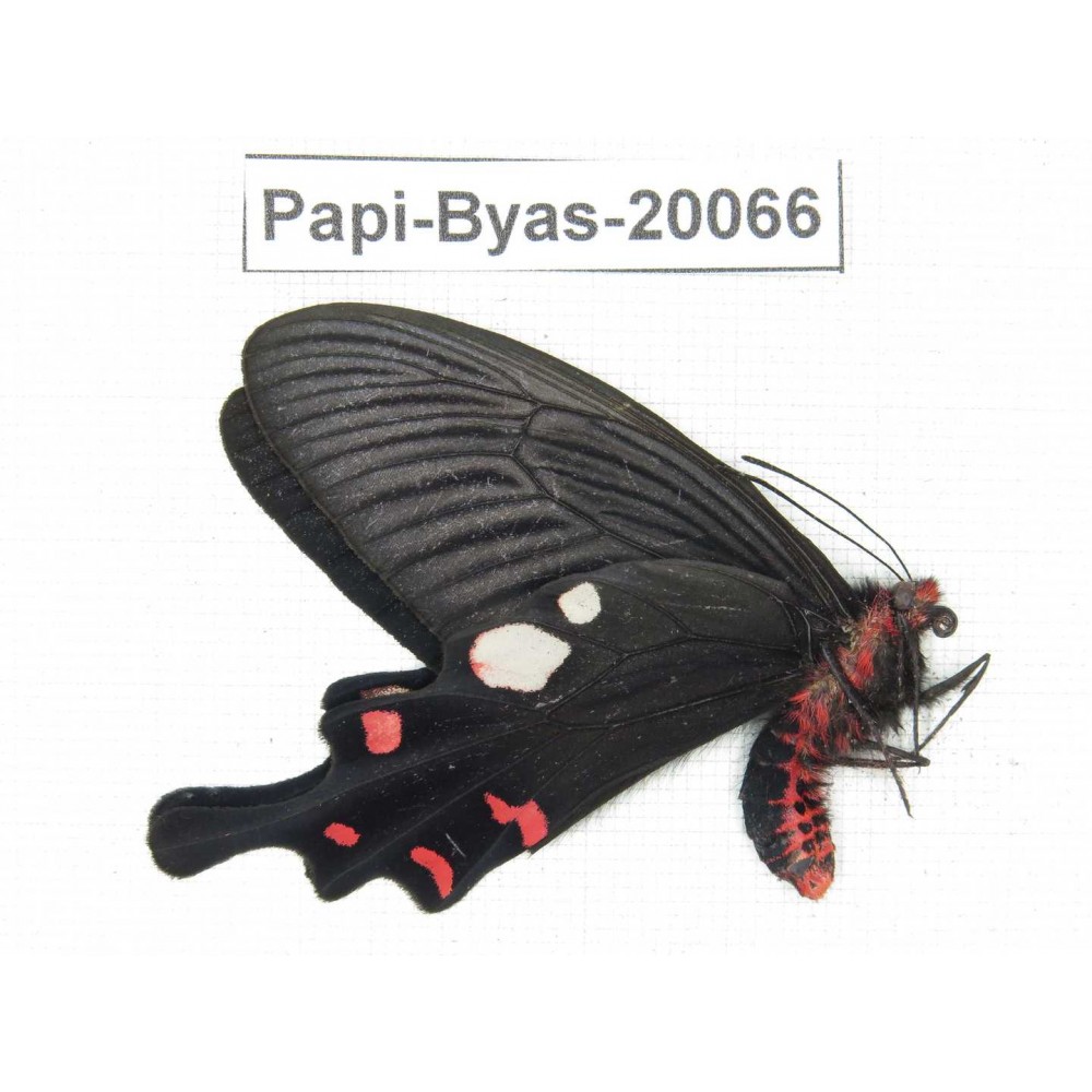 Papi-Byas-20066